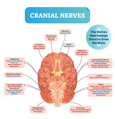 Cranial Nerves Function Chart