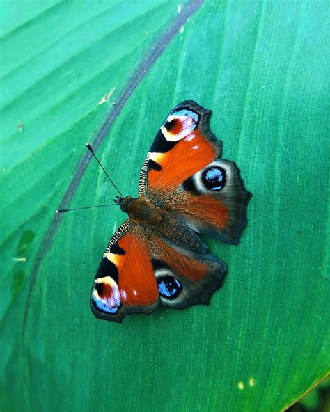 Peacock Butterfly Aglais Io Larvae Bugs And Butterflies Uk