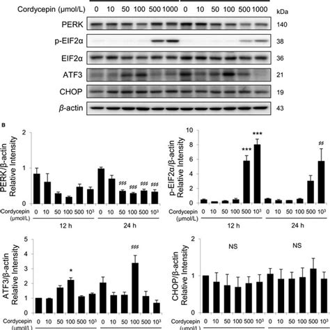 Cordycepin‐induced Apoptosis Of Ma‐10 Cells By Activating Perk Eif2α Download Scientific