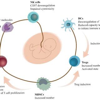 Specific Characteristics And Interactions Of Different Immune Cells In Download Scientific