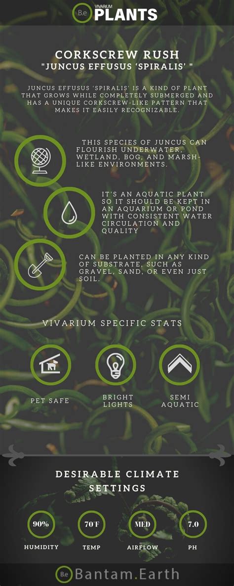 Juncus Effusus ‘spiralis Corkscrew Rush Care Guide