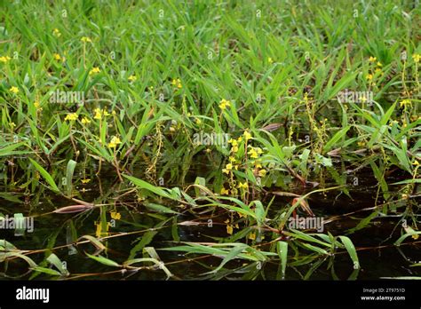 Leafy Bladderwort Utricularia Foliosa Is A Carnivorous Plant Native To Africa And North And