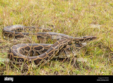Wild Burmese Python In Grass Found In Florida Python Bivittatus Stock