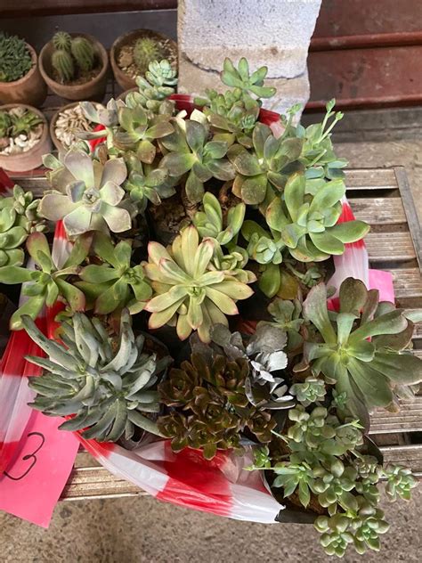 Assorted Succulents Furniture And Home Living Gardening Plants And Seeds On Carousell