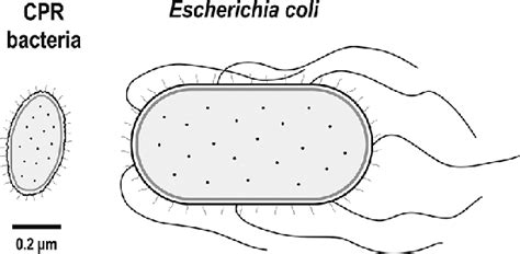Cpr Bacteria Are Ultra Small Bacteria Comparison Of Cell Sizes Of A