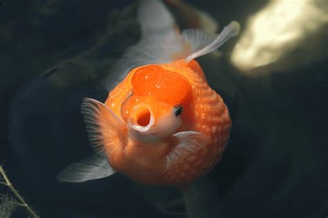 Fat Goldfish Essential Care And Feeding Tips Memfish Dot Net