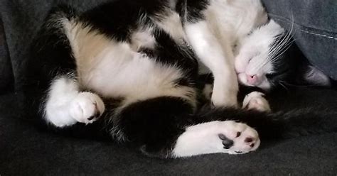 Caturday Ft Bene Gesserit Album On Imgur