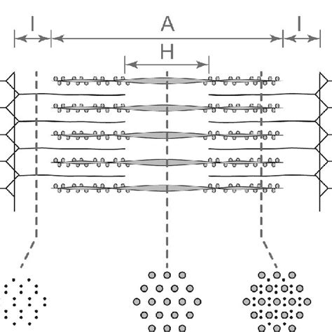 A Schematic Representation Of Sarcomeres With The Thin Actin And Download Scientific
