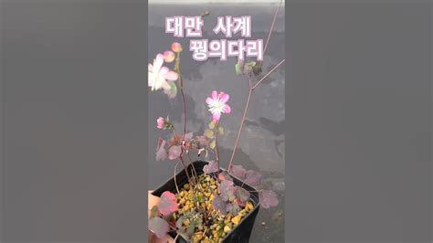 야생화산야초 대만 사계 꿩의다리 Youtube