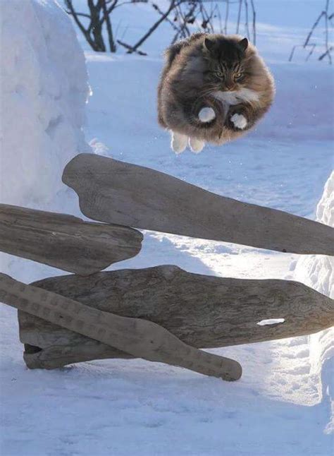 Hover Cat Imgur