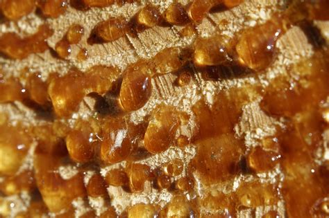 Tree Resin Sap Nature Free Photo On Pixabay Pixabay