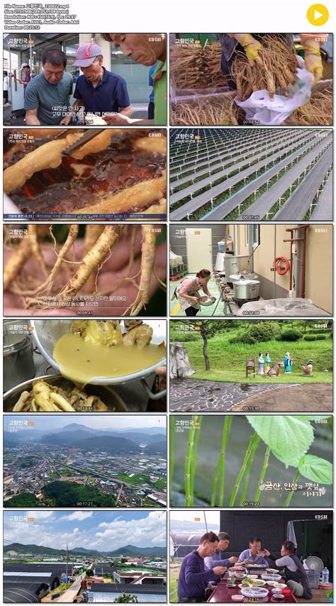 금산 인삼과 깻잎 이야기 고향민국 230822mp4 저장 파일썬