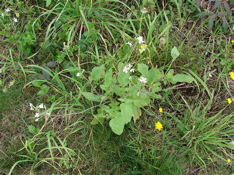 Raphanus Sativus Cultivated Radish Go Botany