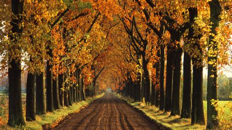 Fall Trees Background Pictures WallpaperSet