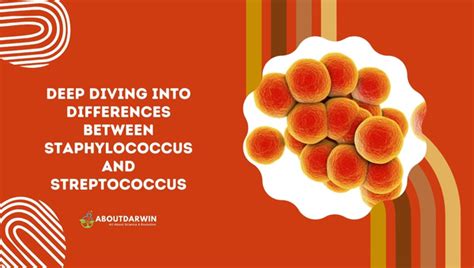 Discover The Key Staphylococcus Vs Streptococcus