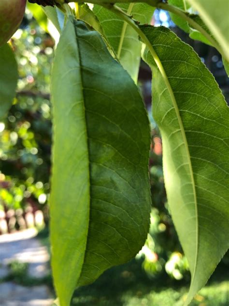 Fruit Tree Identification Help General Fruit Growing Growing Fruit