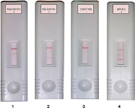 Figure 2 From Development Of A Nucleic Acid Based Lateral Flow Device As A Reliable Diagnostic