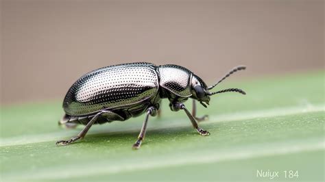 Close Up Of A Shiny Metallic Beetle With Intricate Textures On Its