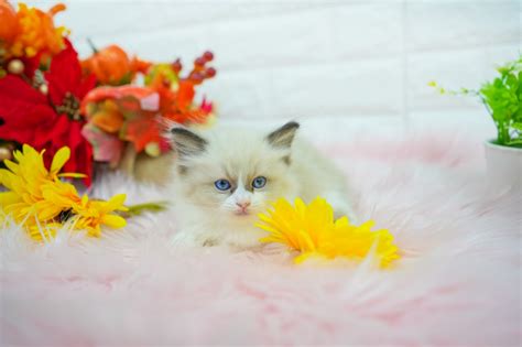 고양이분양 렉돌 브리티쉬숏헤어고양이분양 셀커크렉스고양이분양스코티쉬폴드고양이분양 페르시안고양이분양 렉돌고양이분양 러시안블루고양이분양