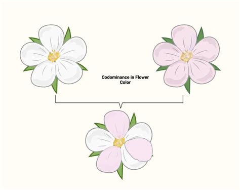 Codominance Definition Examples Importance Biology Notes Online