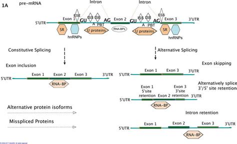 Mammalian Cis Acting Rna Sequence Elements Intechopen
