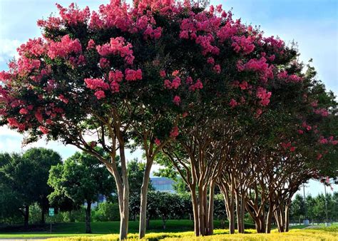 When Does A Crepe Myrtle Bloom 🌸 🗓️ Learn Their Flowering Schedule