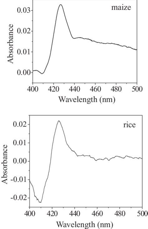 The Uv Spectra Of Microsomal Cyt B5 From Maize And Rice Seedlings Download Scientific Diagram