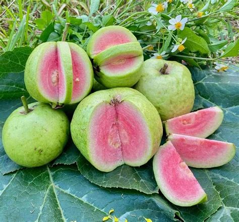 Ổi Ruby Đặc điểm Nổi Bật Của Ổi Ruby Top10hcm