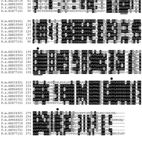 Multiple Alignment A And Phylogenetic Dendrogram B Of The