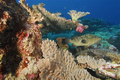 Spawning Aggregation Marine Csi