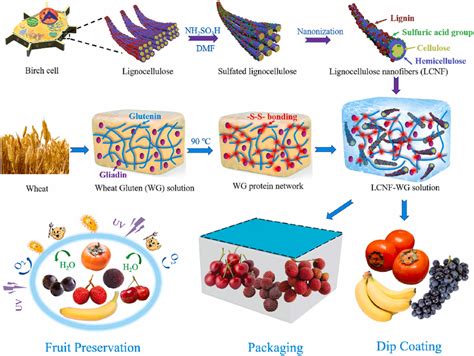 Schematic Illustration Of Preparation For Lignocellulose Nanofibers Download Scientific Diagram