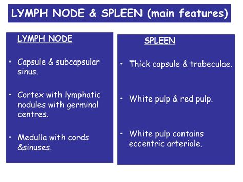 PPT LYMPH NODE AND SPLEEN PowerPoint Presentation Free Download ID
