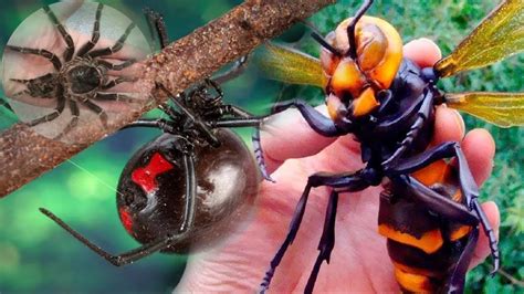 8 Insectos Que Podrían Acabar Con Tu Vida En Un Segundo Dato Curioso