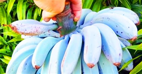 La Banane Blue Java Le Fruit Qui A Une Saveur Qui Rappelle La Crème