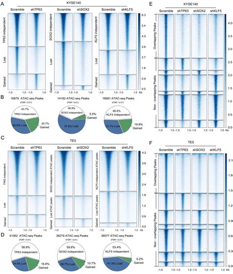 Tp63 Sox2 And Klf5 Establish Core Regulatory Circuitry And Construct