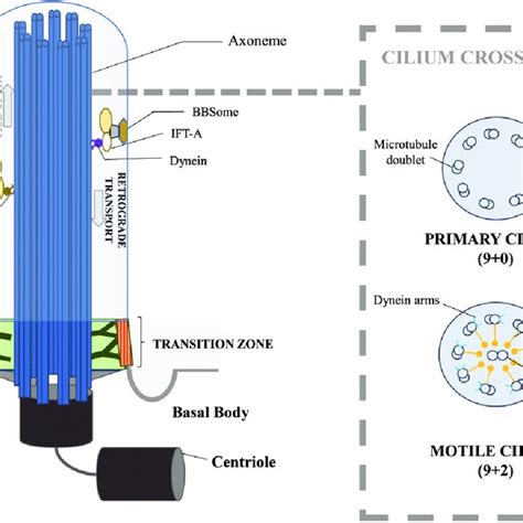 Schematic Representation Of Cilium Structural Components Of A Cilium