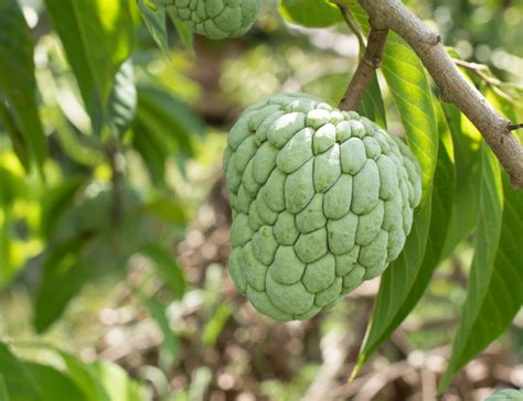 วิธีการปลูกน้อยหน่า Thepwatana เพื่อนคู่คิด เคียงข้างเกษตรกร