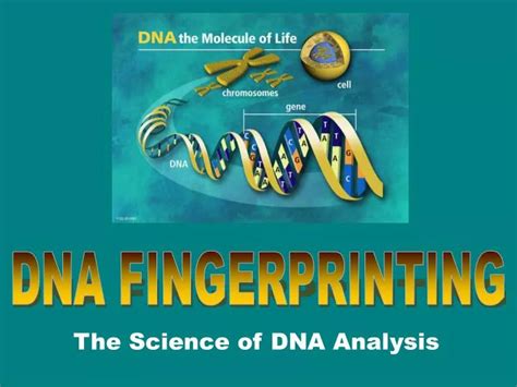 PPT The Science Of DNA Analysis PowerPoint Presentation Free Download ID 5511588