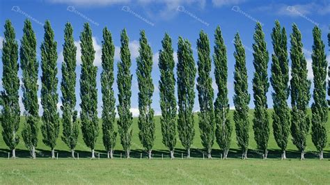 Пирамидальные тополя In 2025 Poplar Tree Fast Growing Trees Tree Growth