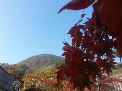 Dark Red Leaves On Trees Stock Photo Image Of Dark Colorful