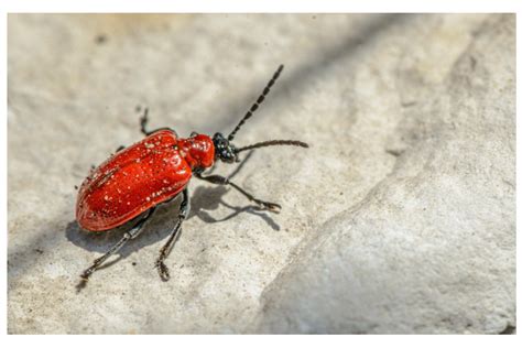 Springboot 实战：优雅的使用枚举参数 阿里云开发者社区