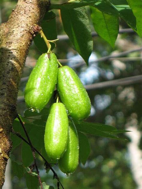 Benefits Of Kamias On Your Health Panlasang Pinoy