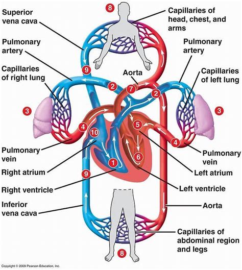 Circulatory System Function And Structure