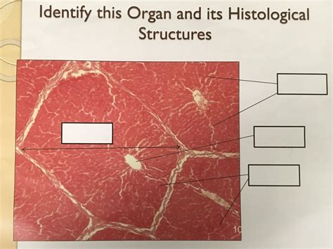 Biol 122 Liver Histology Diagram Quizlet
