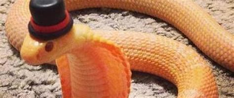 Implementing The Decorator Pattern In Python Dev Community