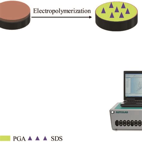 The Schematic Diagram Of Preparation Spceznonpsmip Download Scientific Diagram