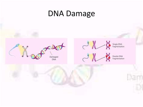 Sperm Dna Damagesperm Dna Fragmentationpptx