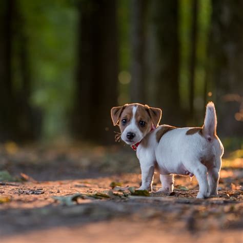How To Take Care Of Jack Russell Puppies Calendarrequirement