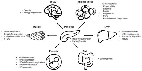 The Pathophysiology Of Gestational Diabetes Mellitus Pubmed