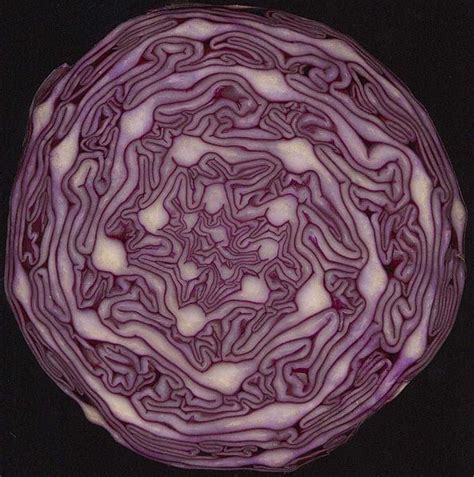 Fibonacci Numbers In Nature